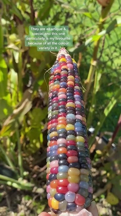 Y'all I found a video the forbidden Jelly Beans | Fandom