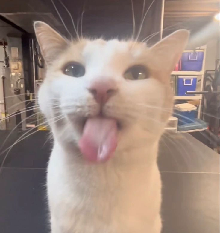 I’M SERVER MOOTS WITH THE OTHER PERSON THAT WORKED ON BIRDBRAIN /SRS | Fandom