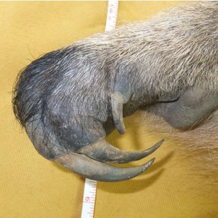 If you see this thing T-pose RUN FOR YOUR LIFE![Facts and Knowledge are ...