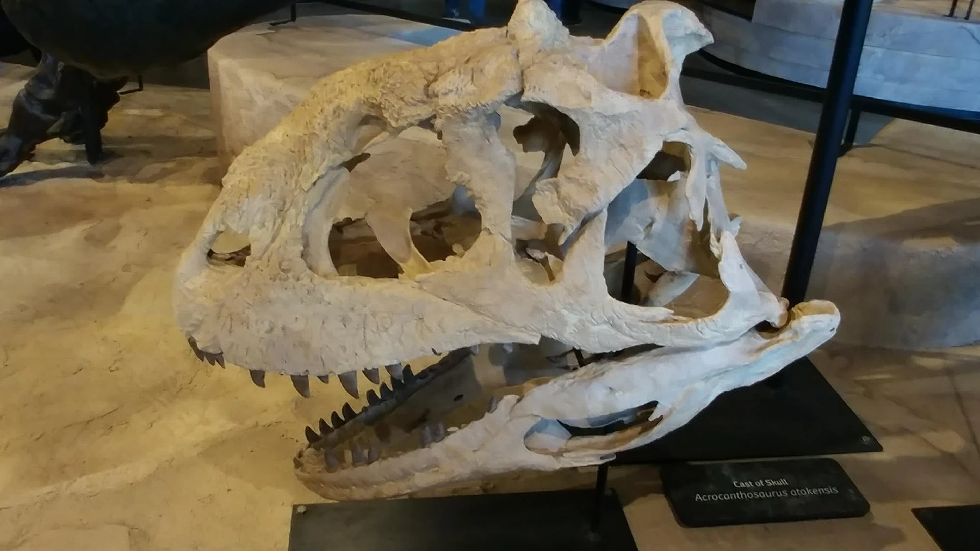 Majungasaurus | Fandom