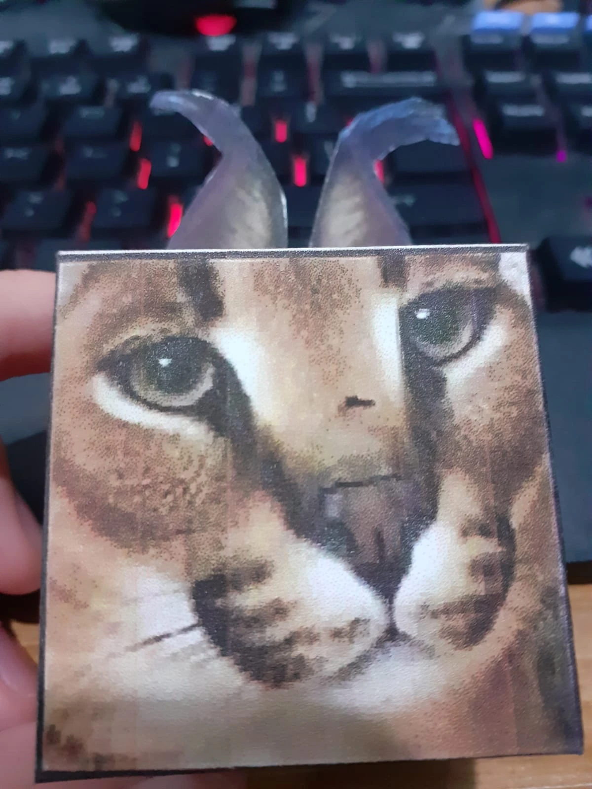 Made Floppa Cube in real life | Fandom