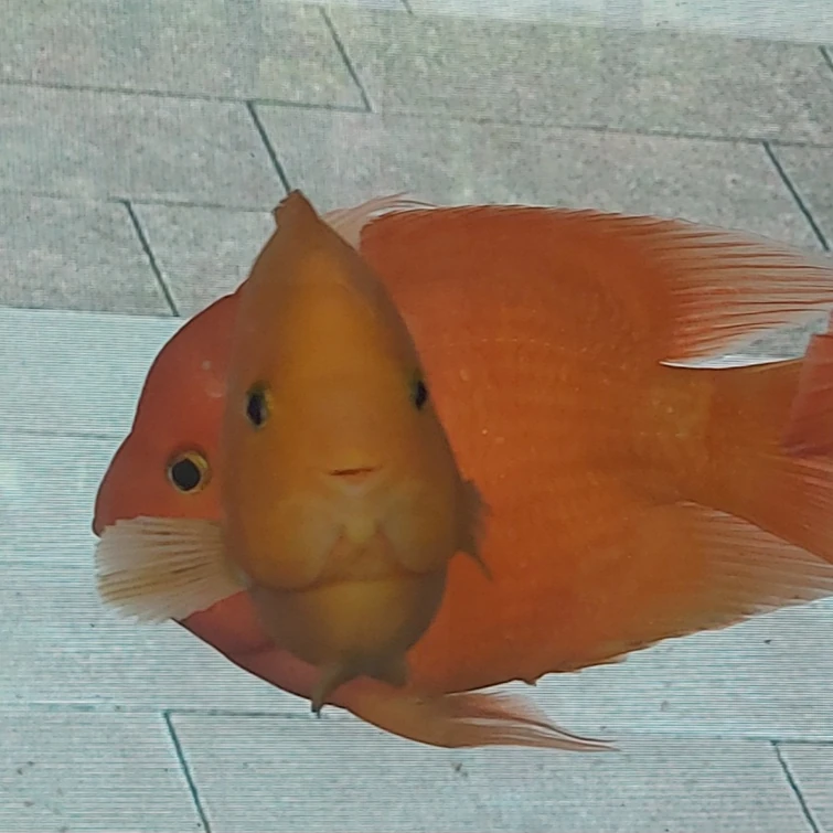 day 17 of fish | Fandom