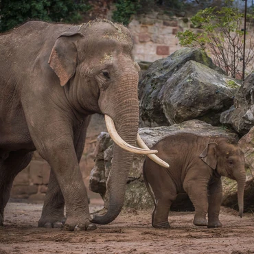 Discuss Everything About Animals Wiki | Fandom