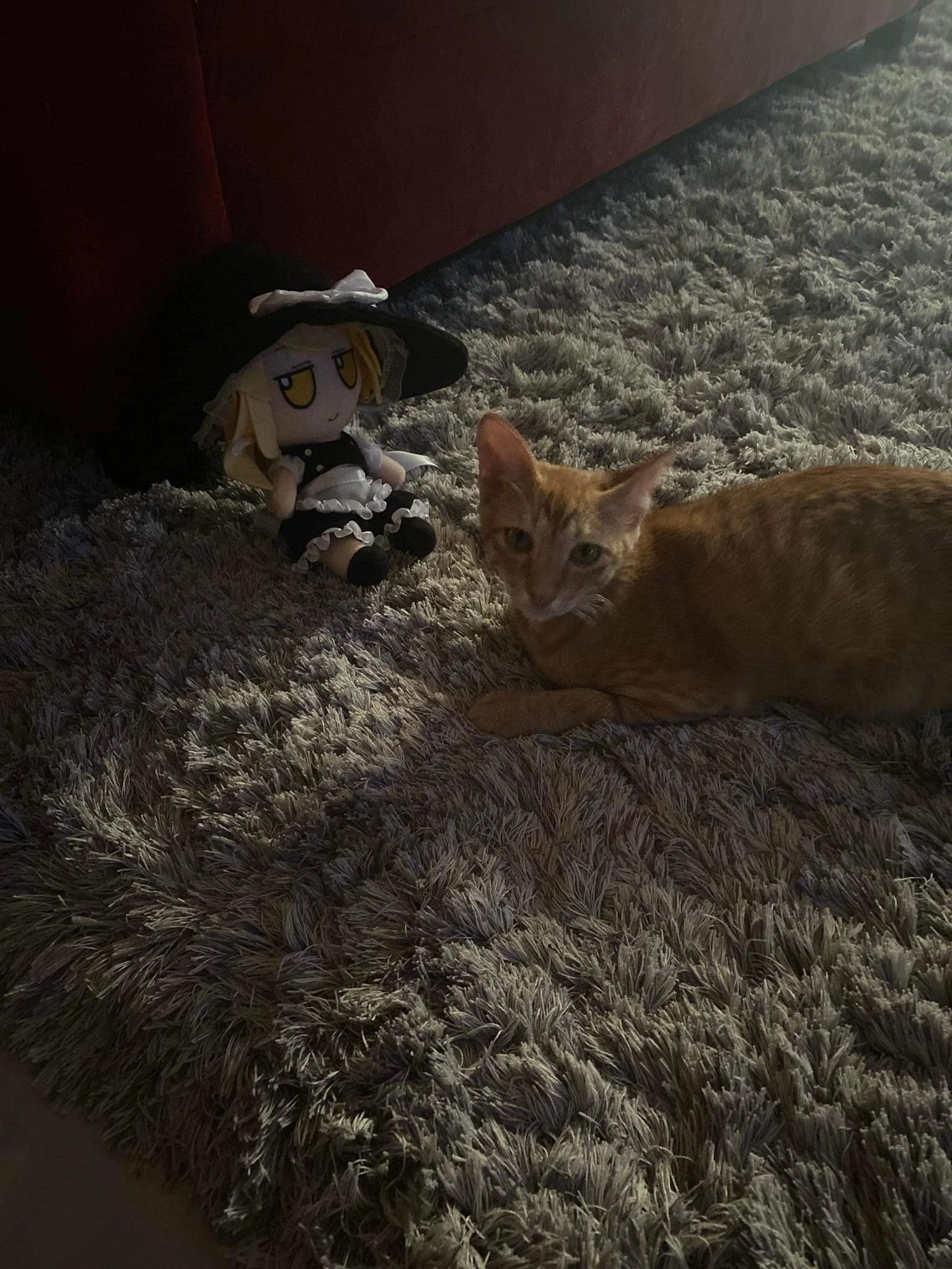 My cat and Marisa fumo | Fandom