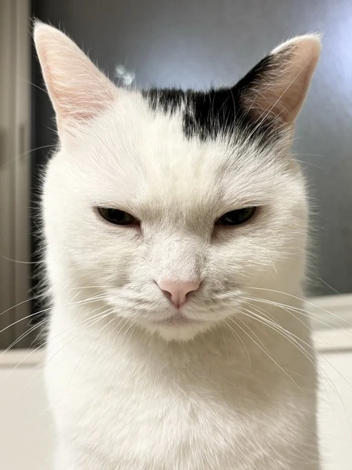 images of jermbo | Fandom