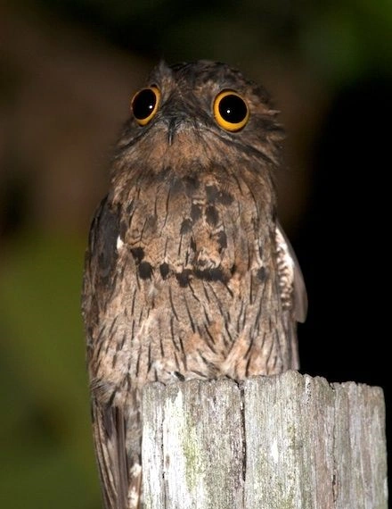 why is this bird so god damn derpy | Fandom