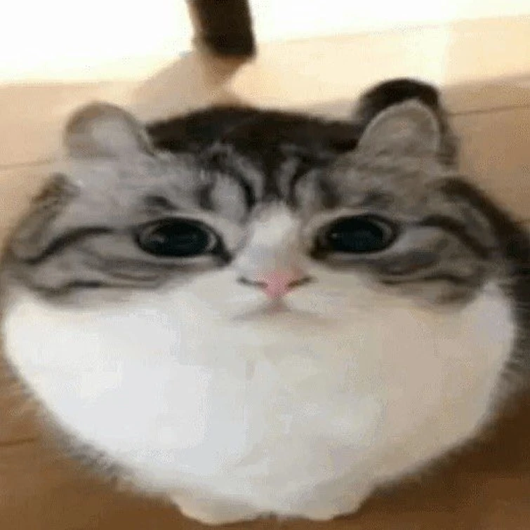 Cat Photo Dump | Fandom