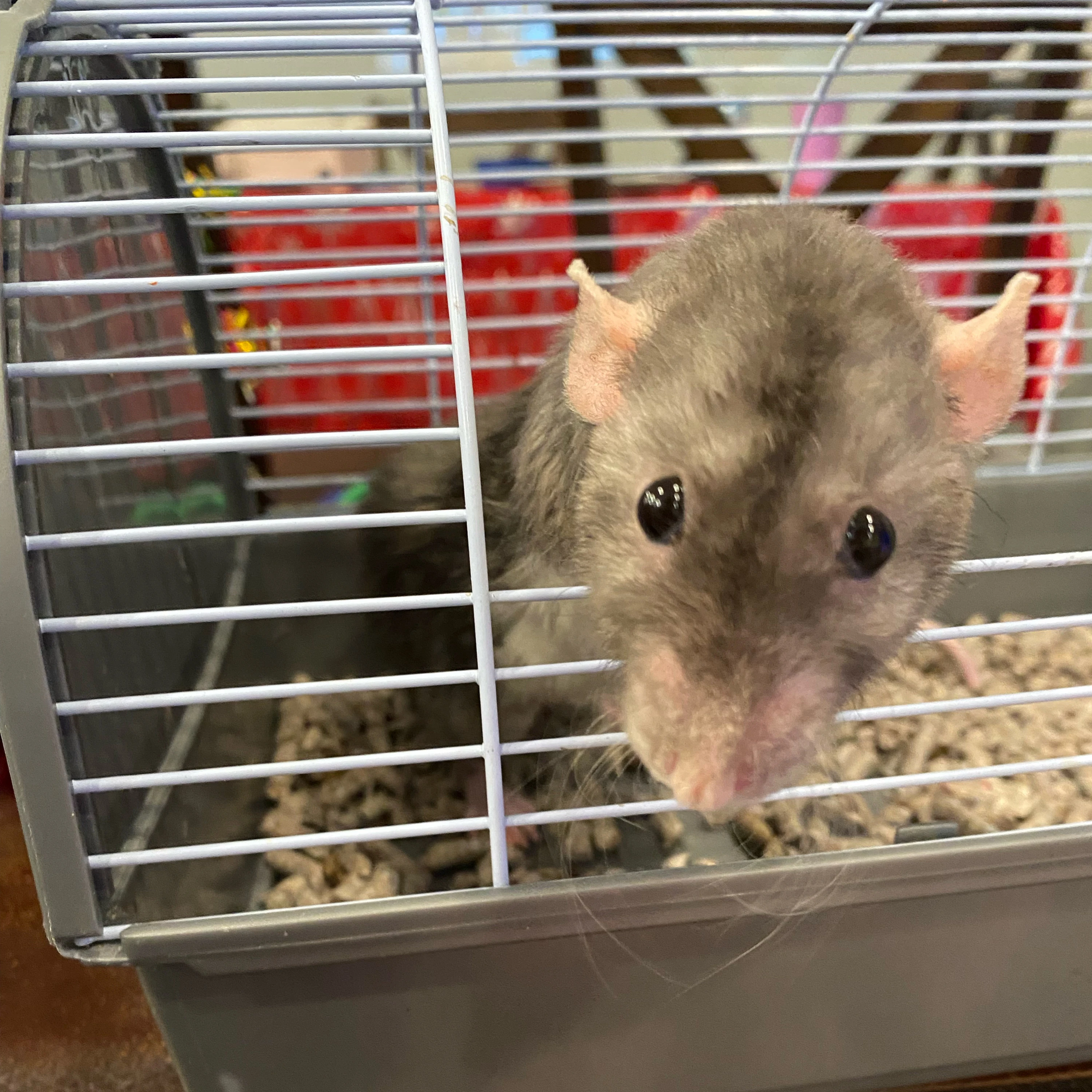 say hello to the babi | Fandom