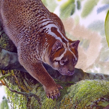 Best Marsupial Tournament (WDYLM) Round 1:1 (top 3 most voted advance ...