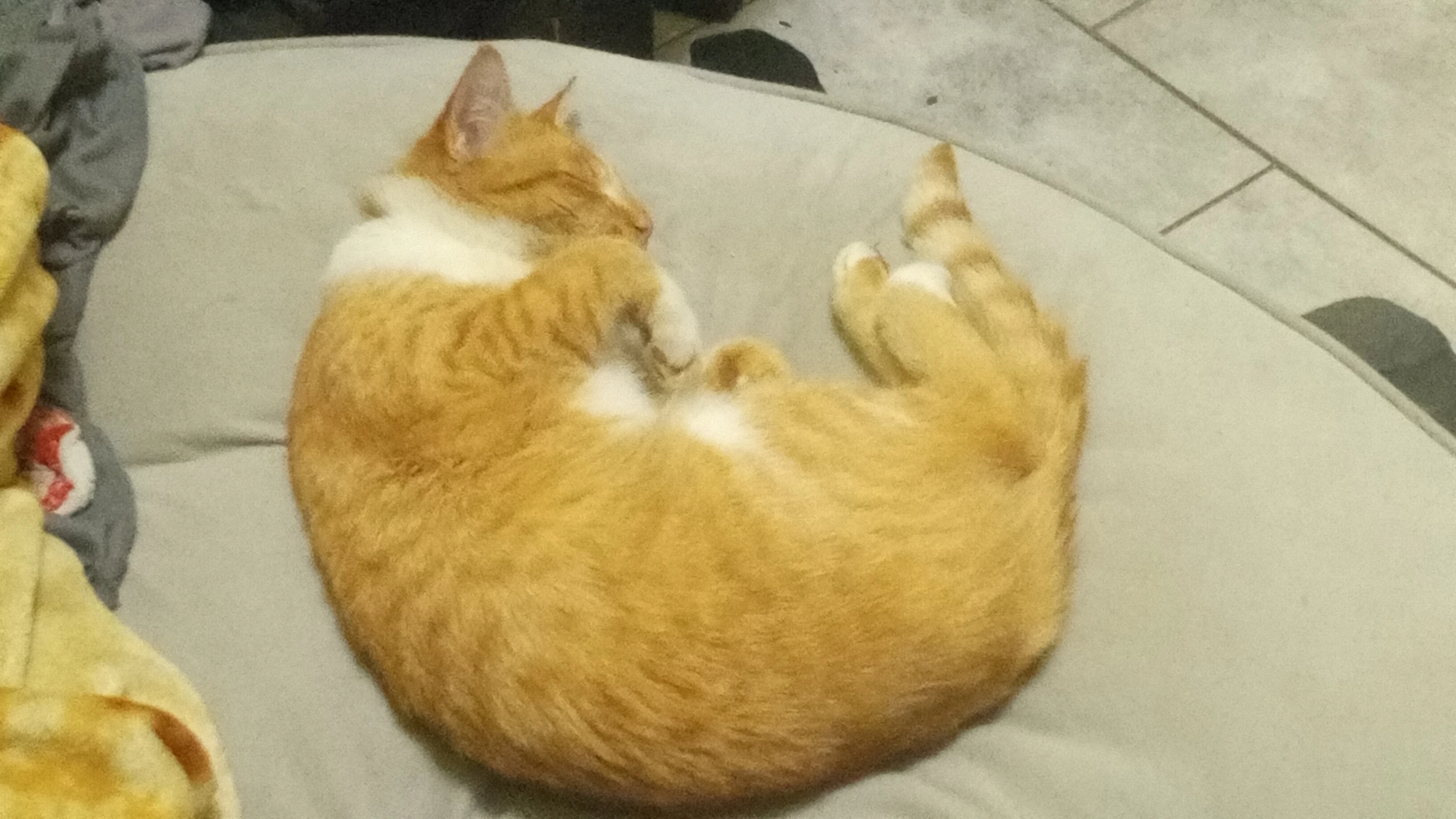 Trading my Fly/Ride Mega Neon cat !!! /j | Fandom