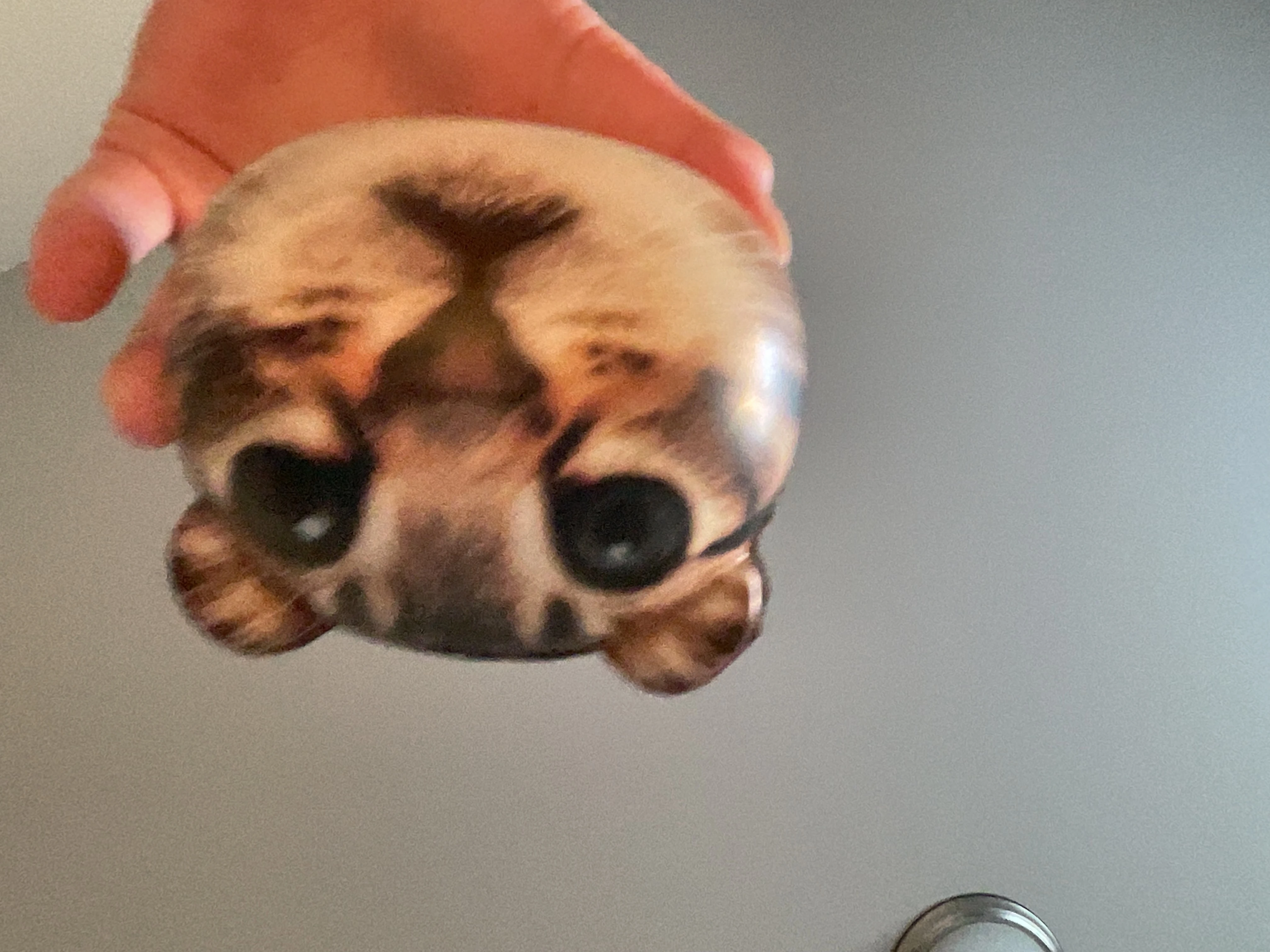 Quick question, | Fandom