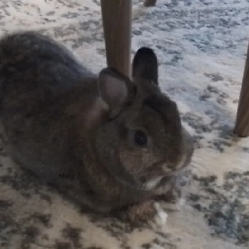 bunny again | Fandom