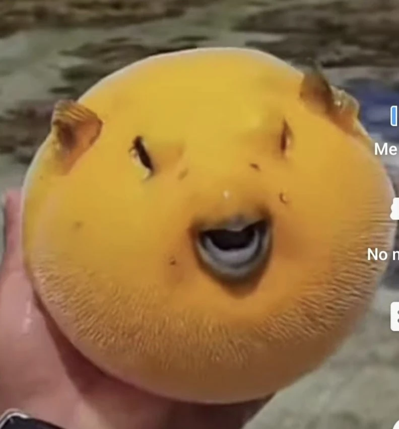 Bob the Pufferfish | Fandom