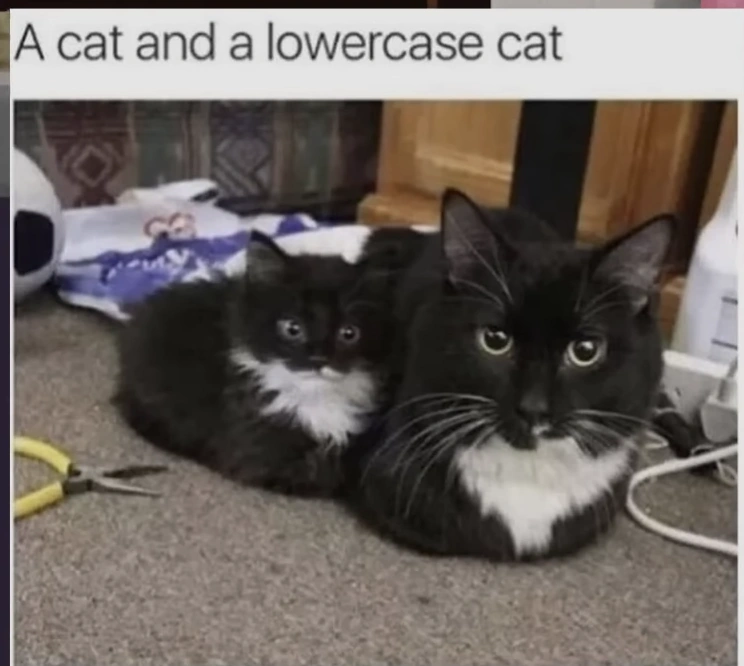 The gatitos | Fandom