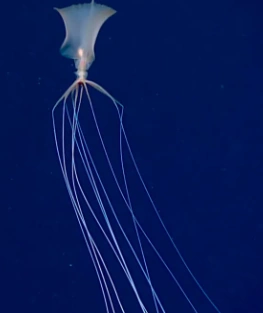 bigfin squid | Fandom