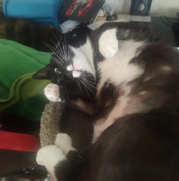 Discuss Everything About Murder Mittens Wiki | Fandom