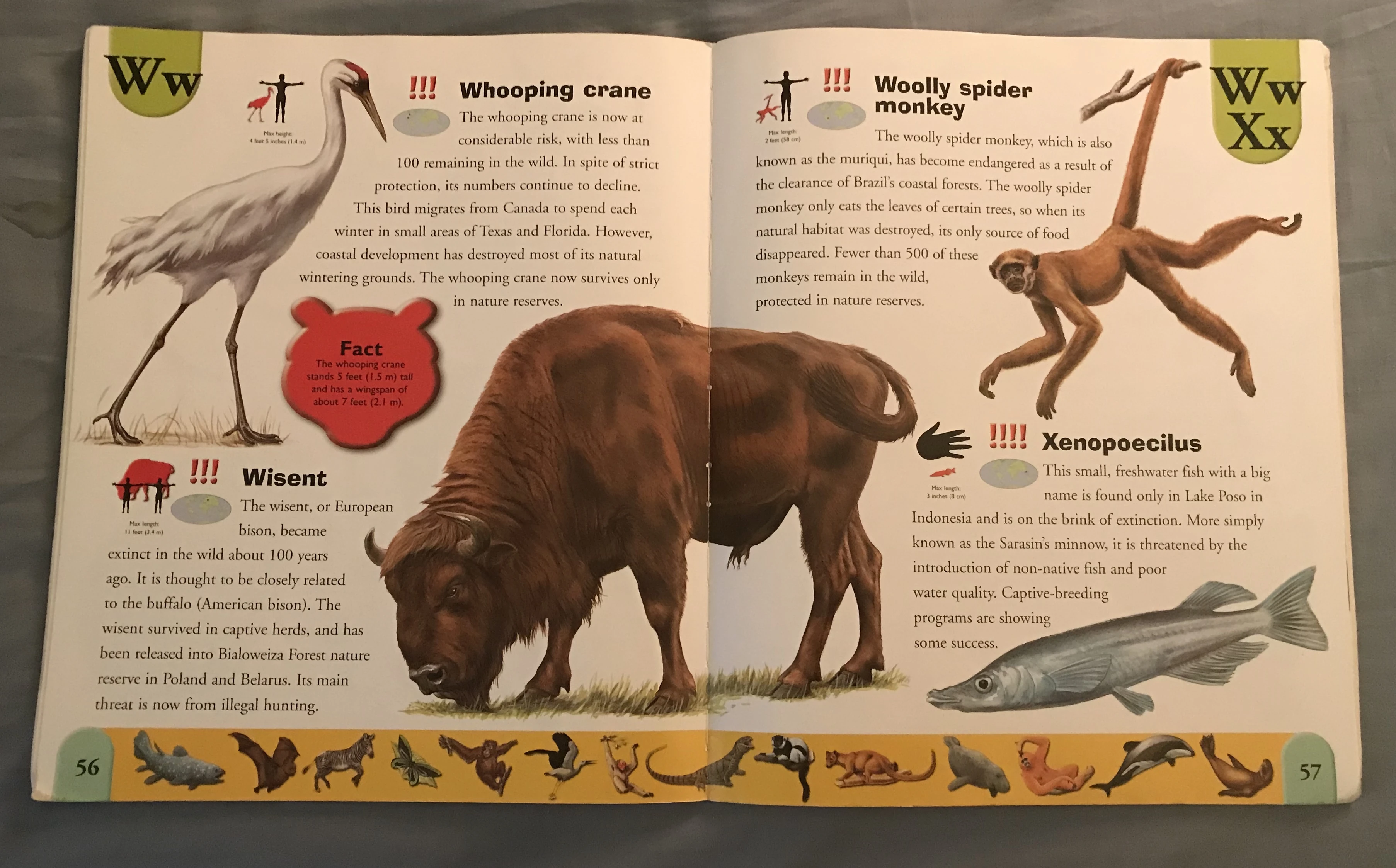 Xenopoecilus in Endangered Animals Dictionary | Fandom