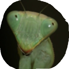 badly cropped images | Fandom