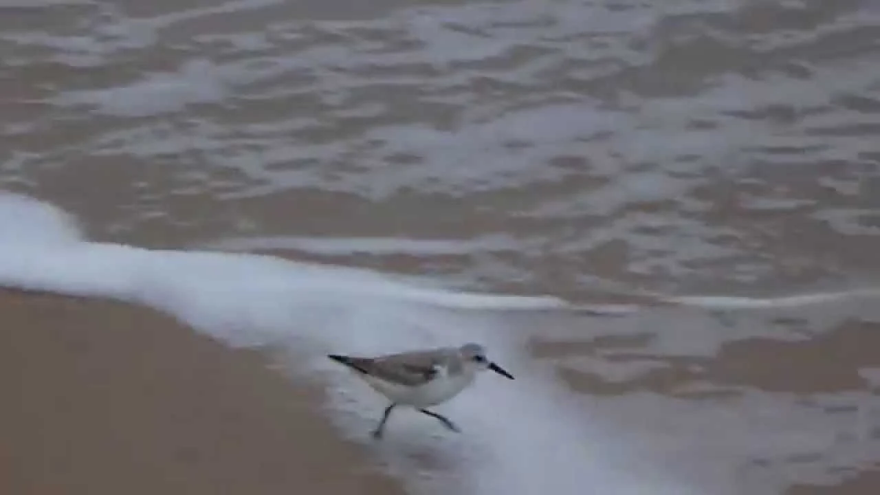 should this game have a sandpiper creature | Fandom
