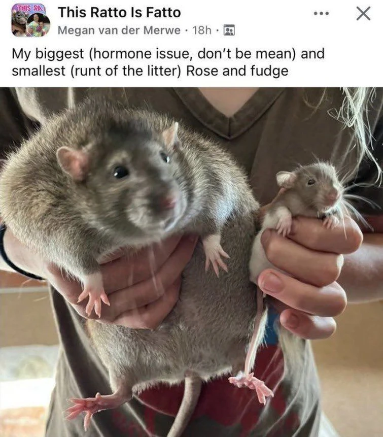 camp wiki got sniped. | Fandom