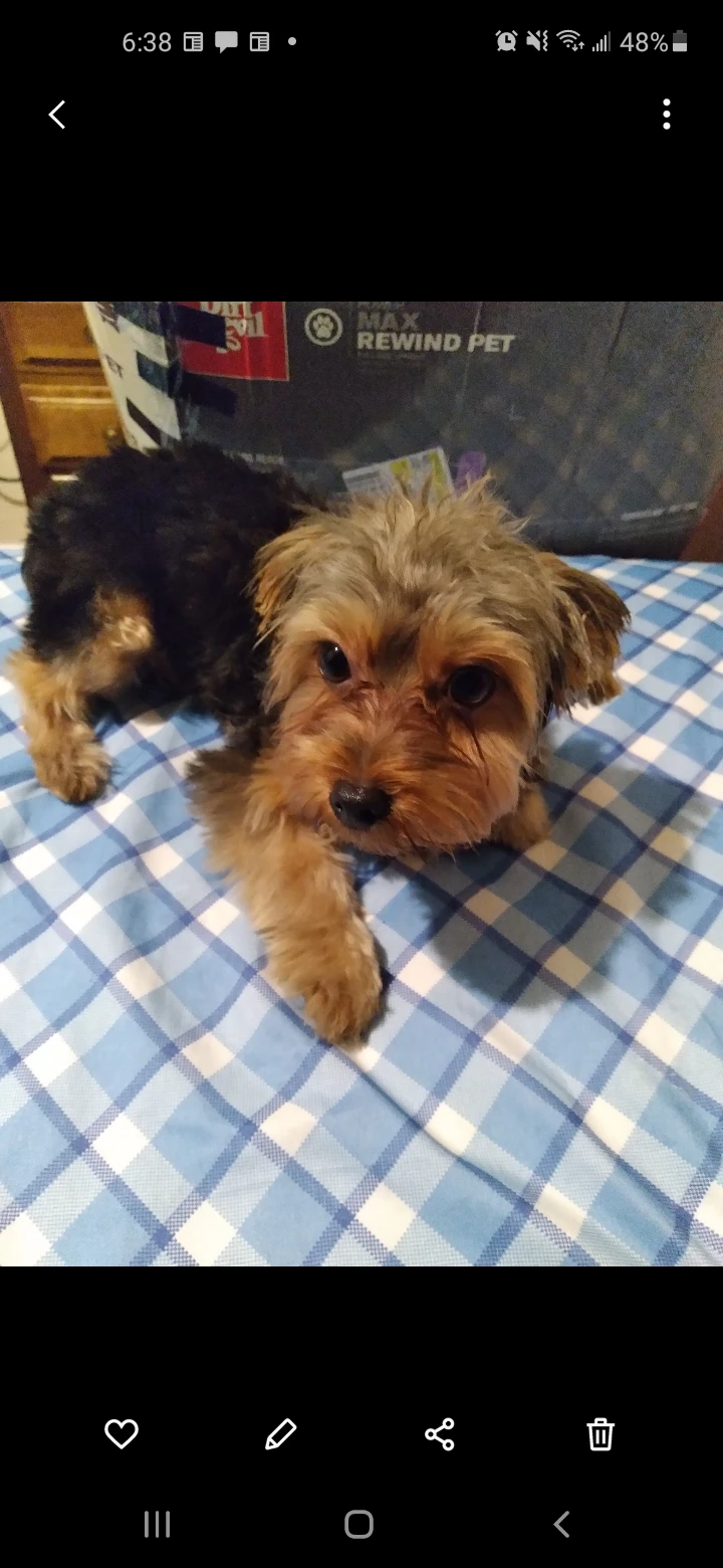 Meet max the dog | Fandom