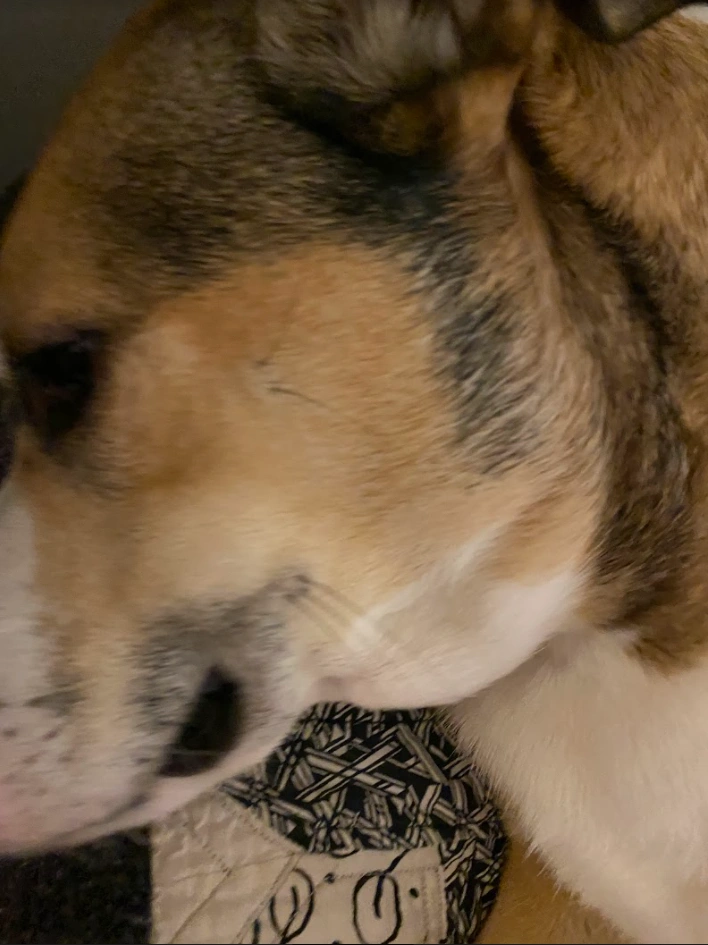 dog | Fandom
