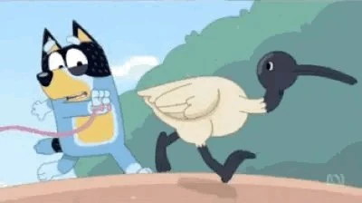 Bin Chicken | Fandom