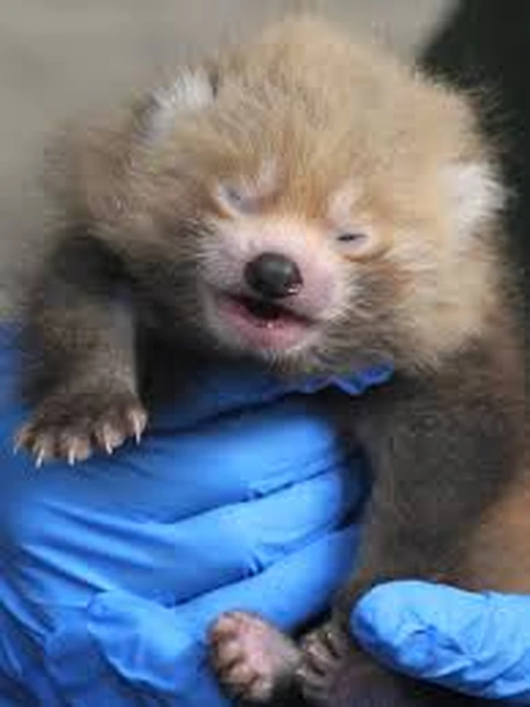 have a baby red panda. bye heheha | Fandom