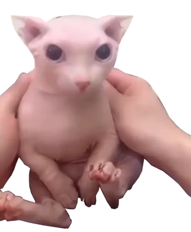 Bingus Is in Stock | Fandom