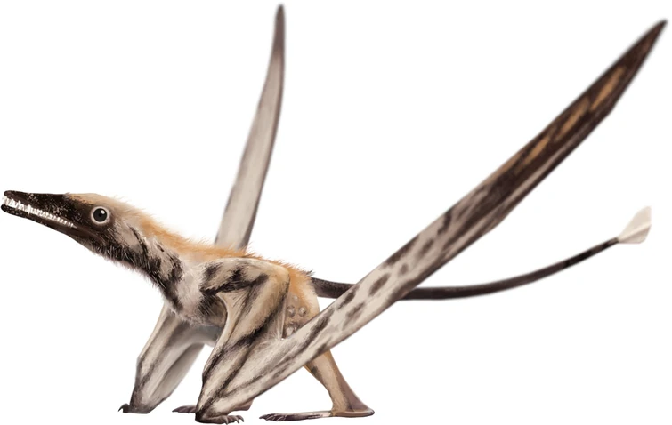 A Zesty Ahh Guide On Pterosaur Evolution - Part 1 | Fandom
