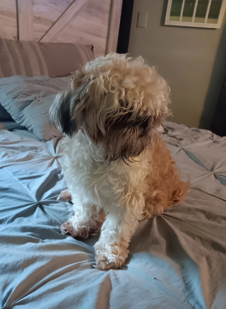 Dog | Fandom