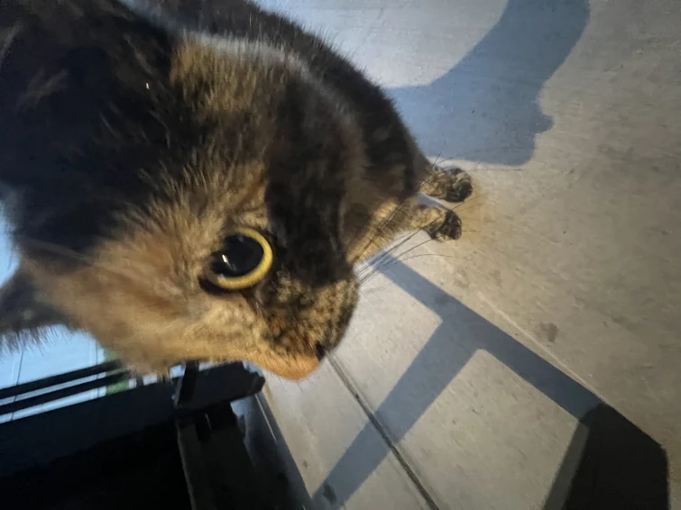 Weekend PFP Poll | Fandom