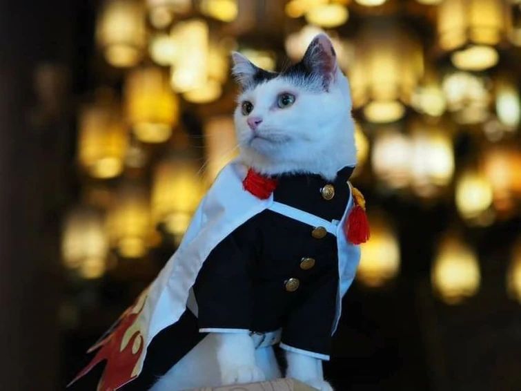 Kimetsu No Yaiba characters as cats | Fandom
