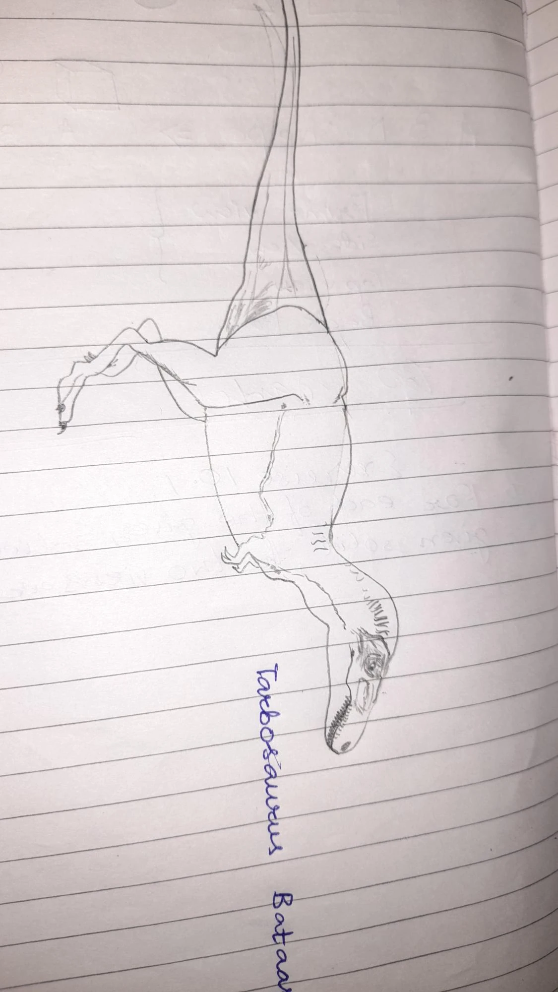 Tarbosaurus Drawing .... | Fandom