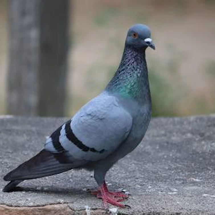 Pigeon Gaming | Fandom