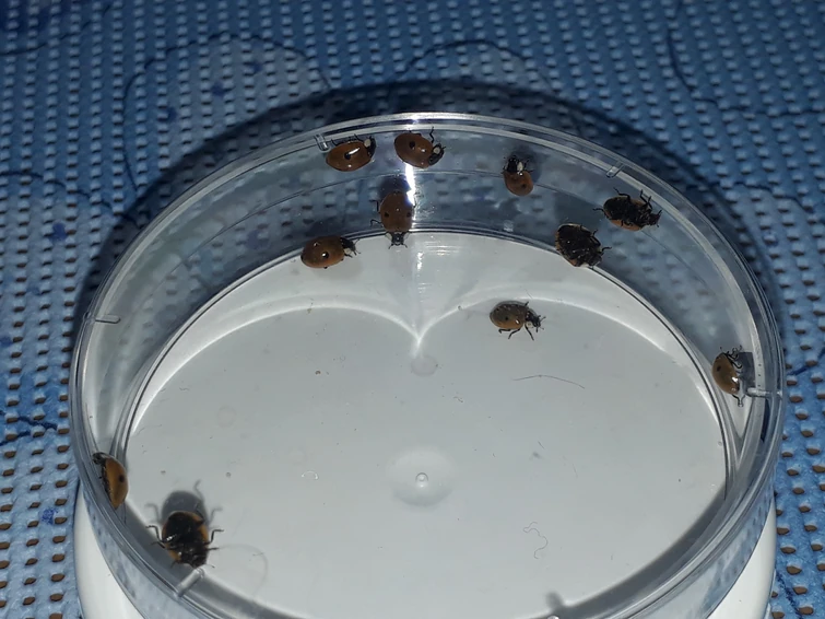 My animal protect project on native insect diversity was successful 🐞🐞🐞 ...