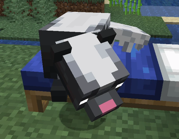 the skunkie scrunklie | Fandom