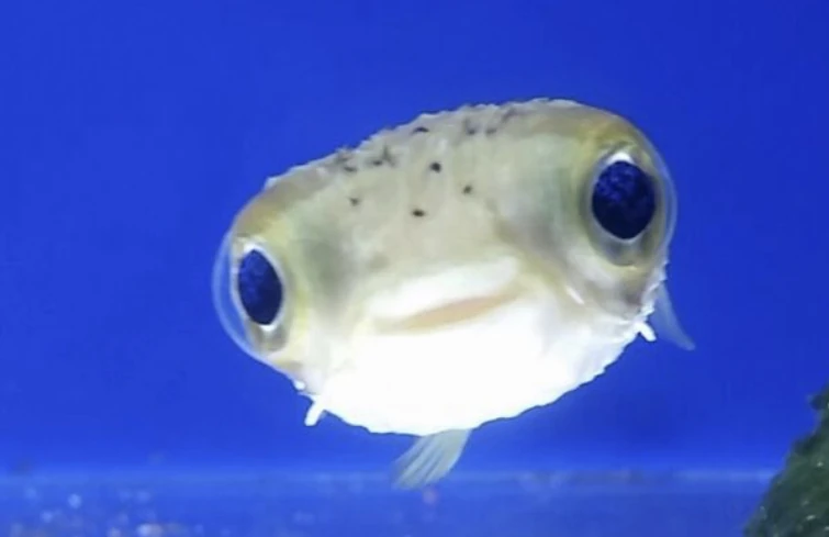 funny fish friday!!!!!! | Fandom