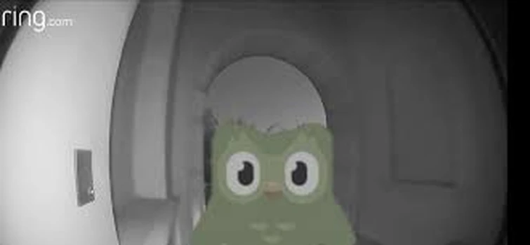 I got a fuckign duolingo notif | Fandom