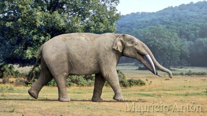 Creature of the day:Amebelodon | Fandom
