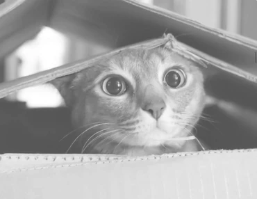 Discuss Everything About Papers pls Roblox Wiki | Fandom