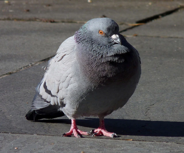 pigeon | Fandom