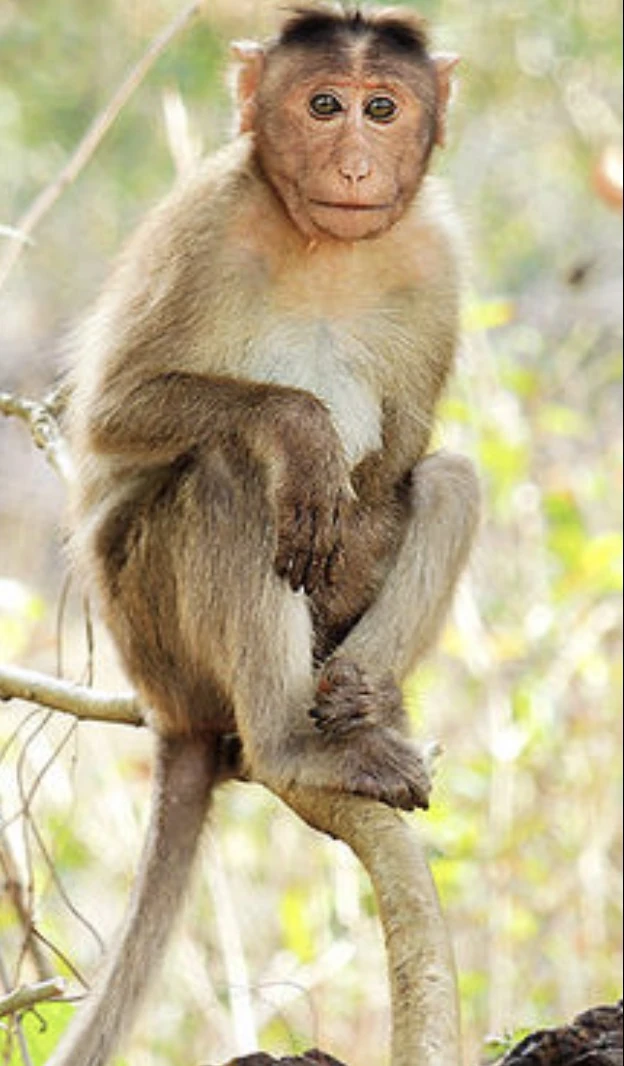 NPG proposal - Monke | Fandom