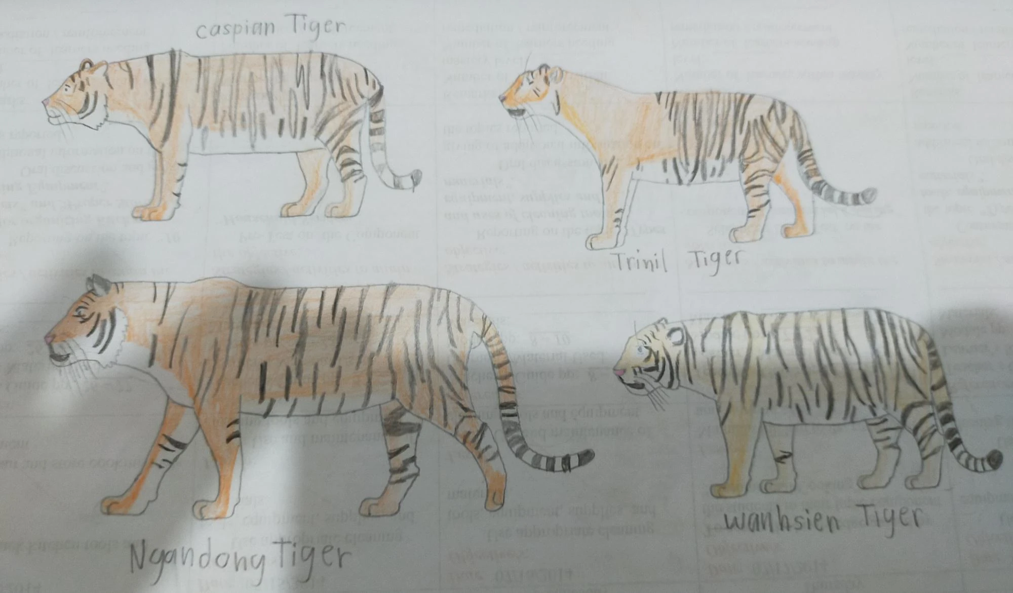 Prehistoric Tigers | Fandom