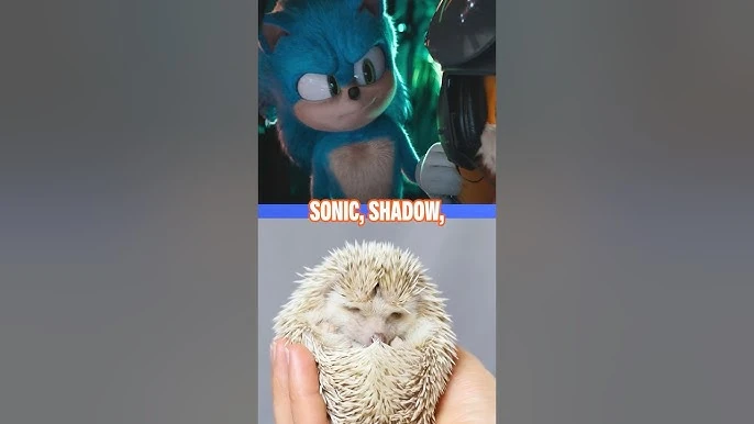 Sonic vs. irl hedgehogs! 💙 | Nickelodeon #Shorts | Fandom