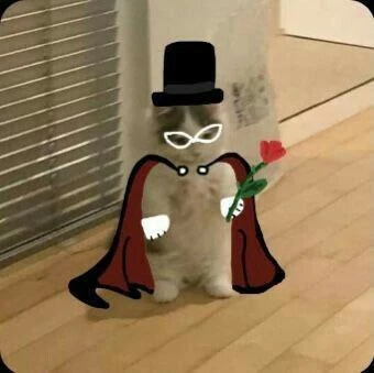 Tuxedo Musk cat | Fandom