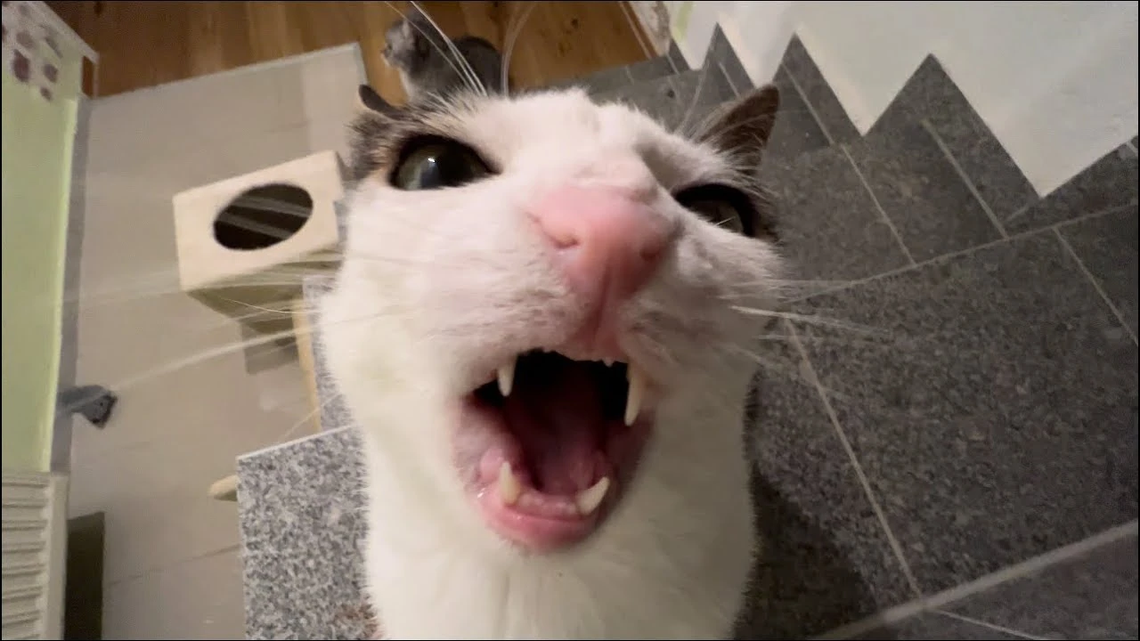 Taking a break | Fandom