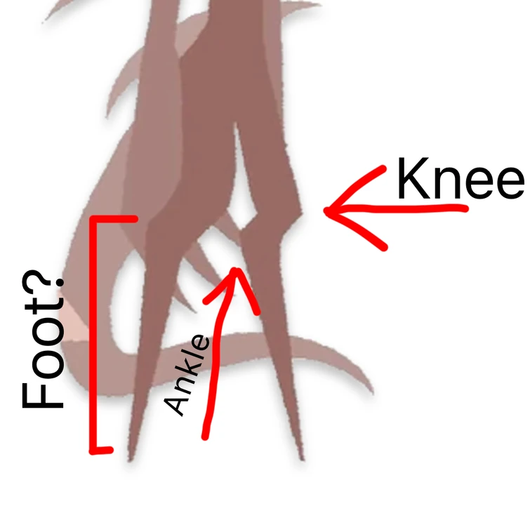 𝔄 𝔖𝔱𝔲𝔡𝔶 𝔬𝔣 𝔄𝔩𝔦𝔠𝔢’𝔰 𝔏𝔢𝔤𝔰 | Fandom