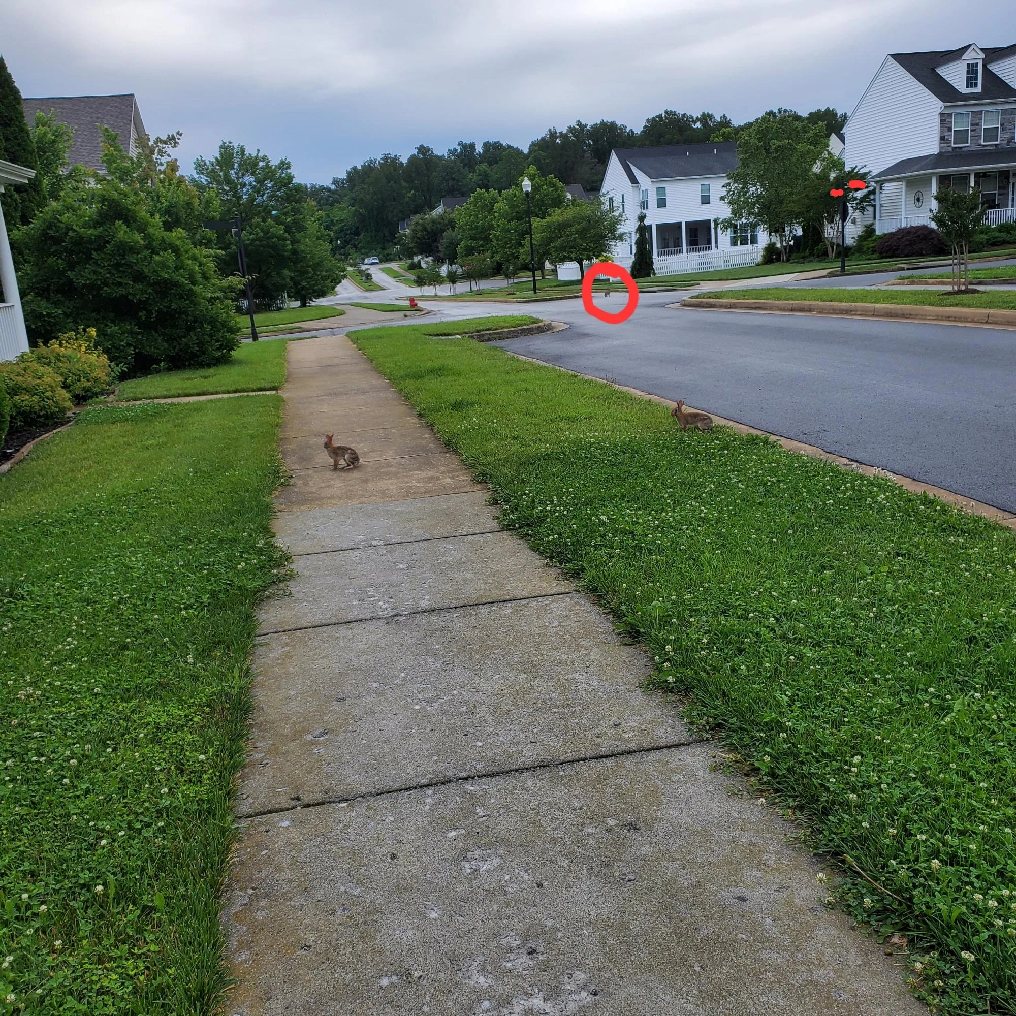 haha i saw rabbits on my way home | Fandom