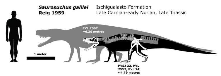 What's the biggest Rauisuchian? | Fandom